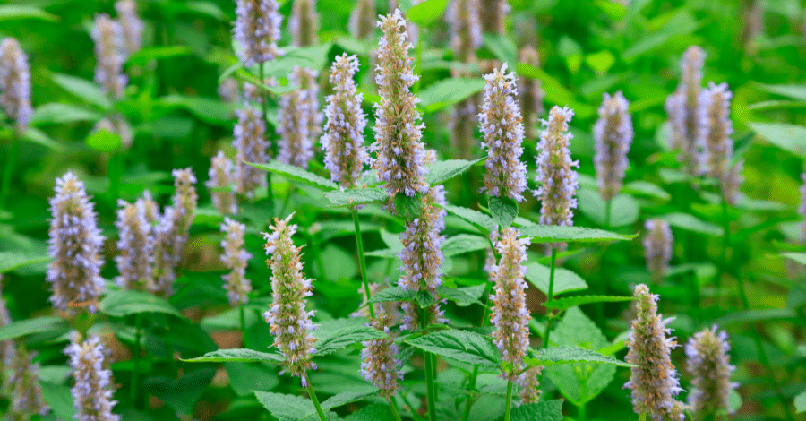 Pachuli: lo que debes saber sobre este característico olor | Ambiseint